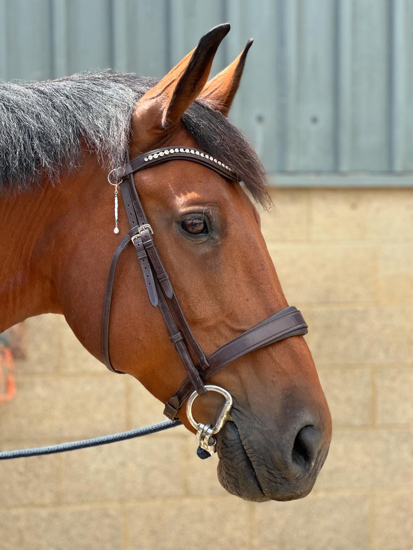 BridleBlingz
